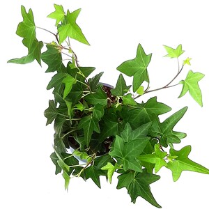 4” Needlepoint Ivy/hedera Helix/english Ivy – Houseplants/foliage ...