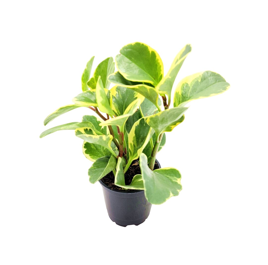 Peperomia Green Variegated, Peperomia Obtusifolia, Baby Rubberplant ...