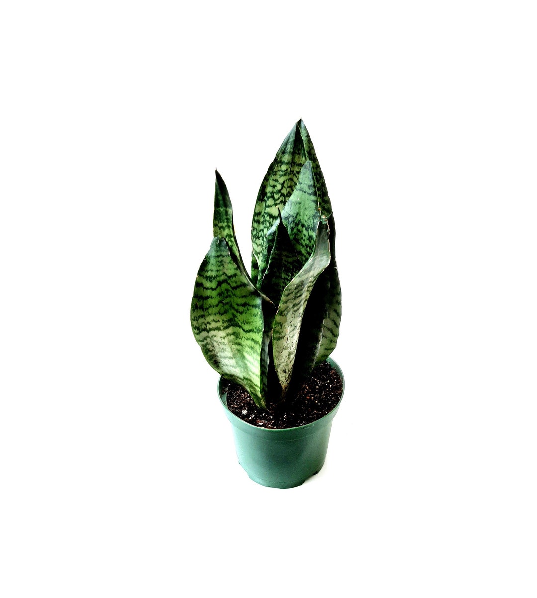 Snake Plant, Sansavieria Zeylanica, Mother-in-law's Tongue, Bowstring ...