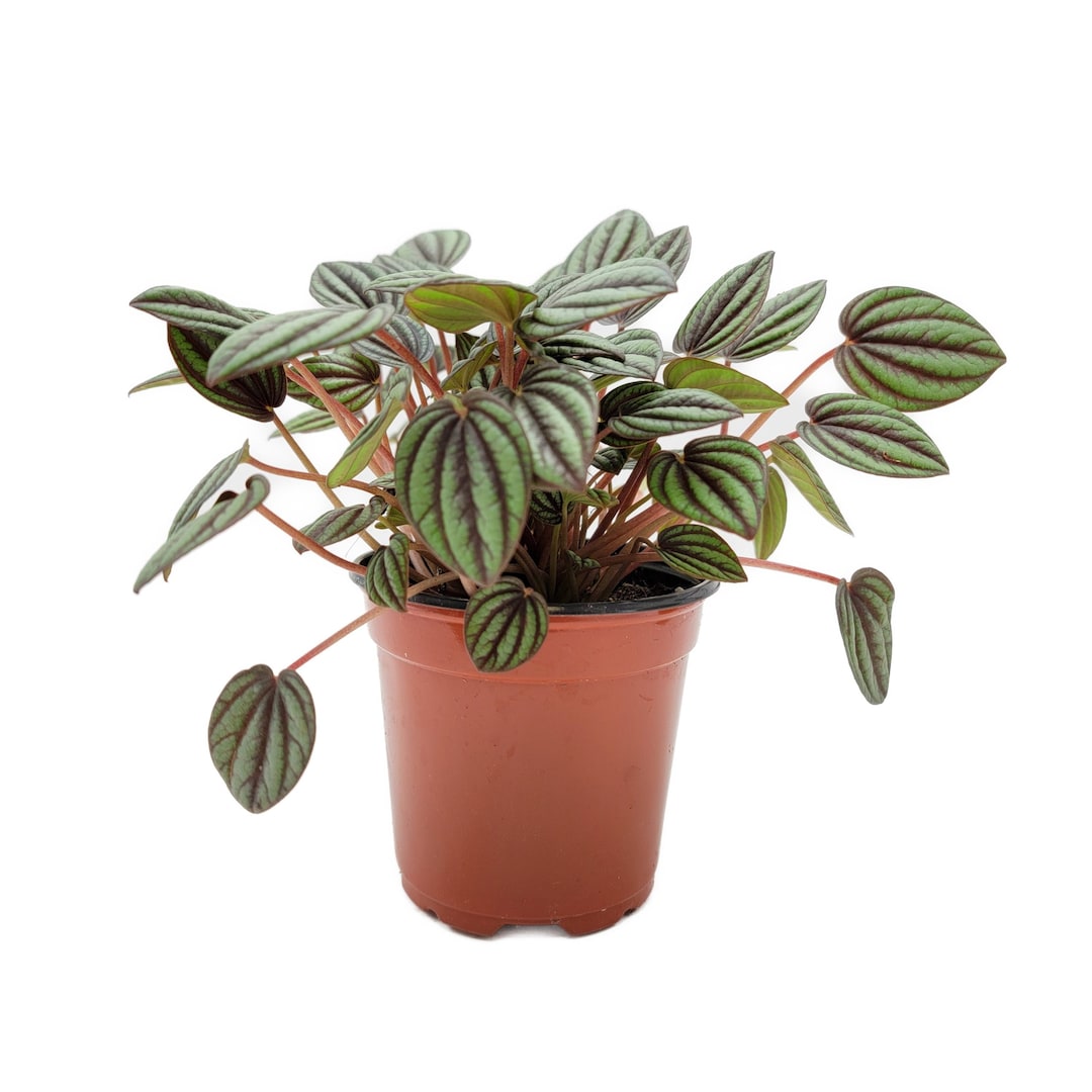 Peperomia Piccolo Banda, Peperomia Albovittata “piccolo Banda ...