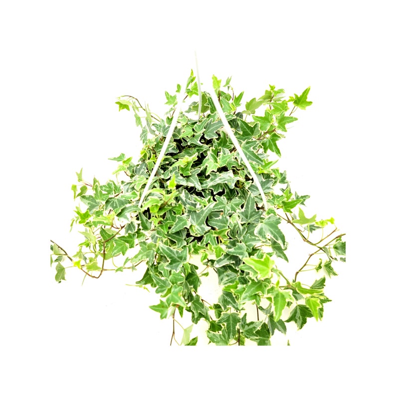 Glacier Ivy Hedera Helix English Ivy Needlepoint Ivy - Etsy