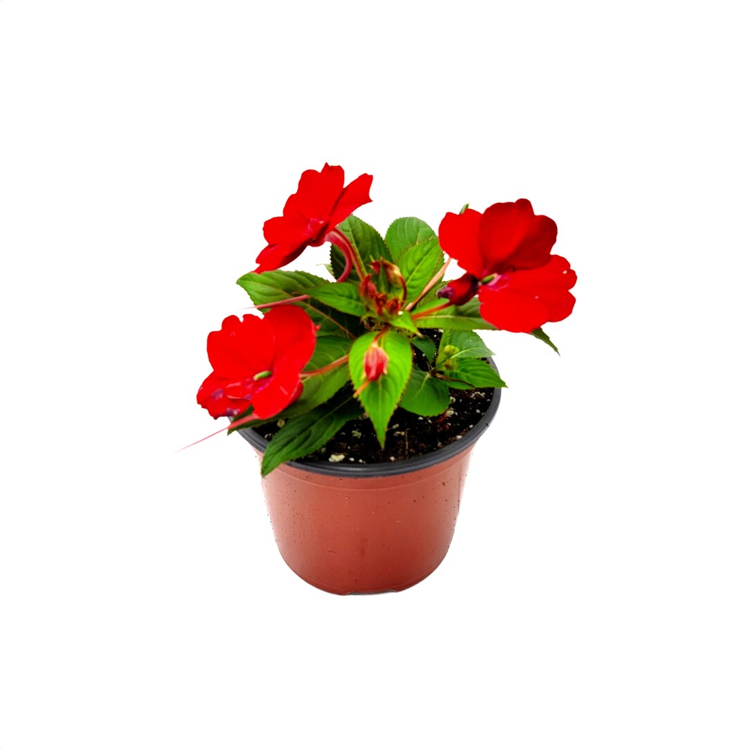Red Sunpatiens an Impatiens Variety Withstanding Full Sun, Ever ...