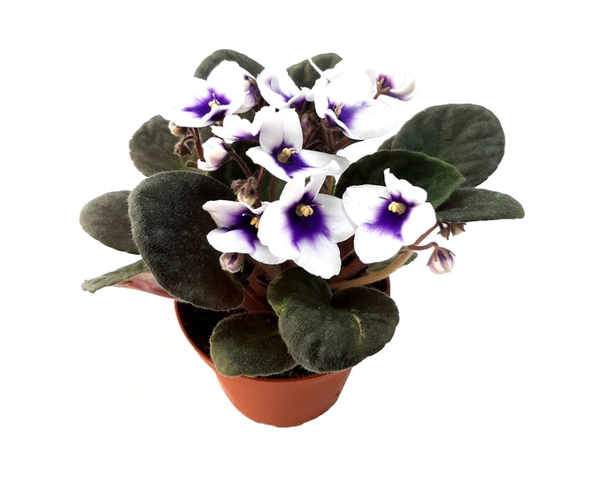 Secret Rendezvous - Live African Violet 4" - Etsy