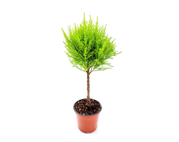 Goldcrest Cypress Lemon Scented Tree, Certified Organic, Indoors/out, A ...