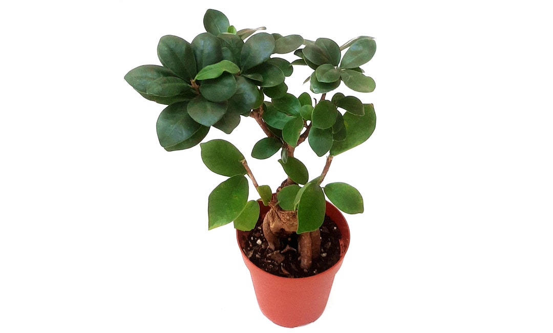 4” Pot Rare Round-leaf Ficus Ginseng Tree, Ficus Macrocarpa, Banyan ...