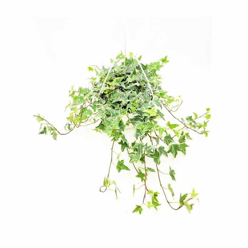 Glacier Ivy Hedera Helix English Ivy Needlepoint Ivy - Etsy