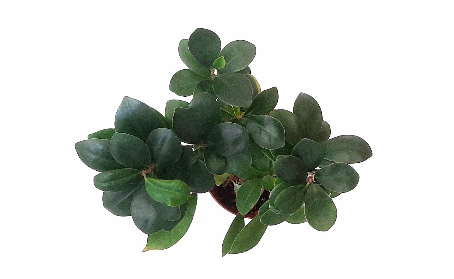 4” Pot Rare Round-leaf Ficus Ginseng Tree, Ficus Macrocarpa, Banyan ...