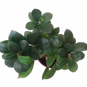 4” Pot Rare Round-leaf Ficus Ginseng Tree, Ficus Macrocarpa, Banyan ...