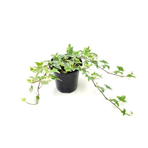 Glacier Ivy, Hedera Helix, English Ivy, Needlepoint Ivy – Houseplants ...