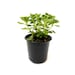 4" Pot - Touch-'n-smell, Vicks Plant, Plectranthus Tonentosa – Fragrant ...