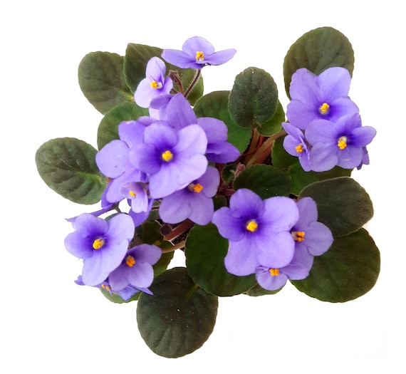 Purple African Violets