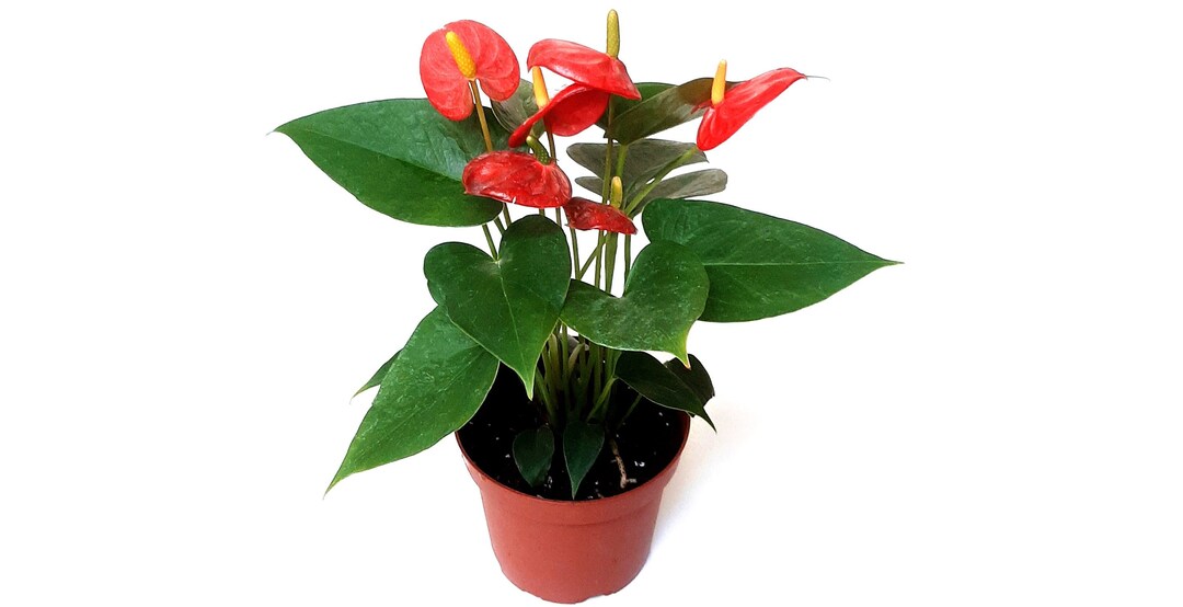 4” Anthurium Dutch Red, Anthurium Andraeanum, Flamingo Flower ...