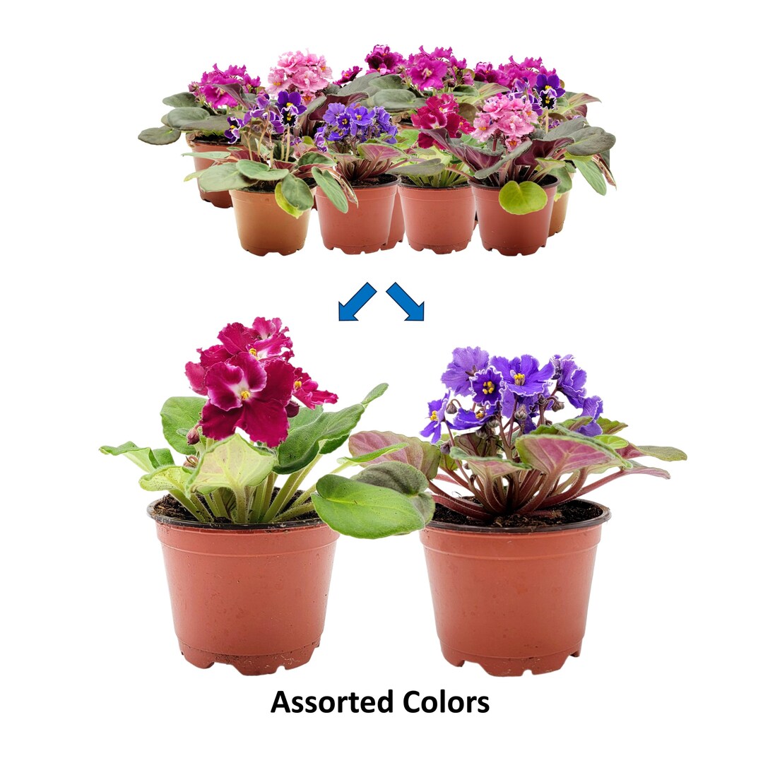 2-pack Mature African Violets, Assorted Ruffled Flowers Grown as Live ...