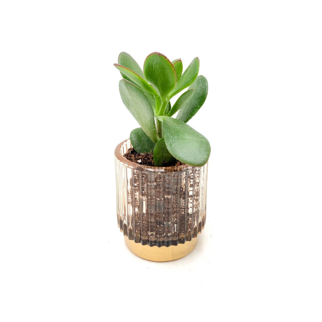 Miniature Jade Plant in a Decorative Golden Glass Pot, Free Heat Pack ...
