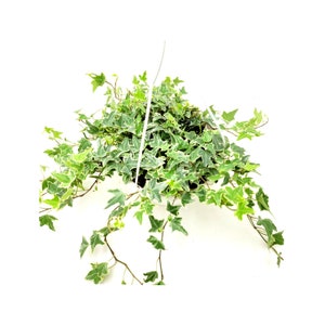 Glacier Ivy, Hedera Helix, English Ivy, Needlepoint Ivy Houseplants ...