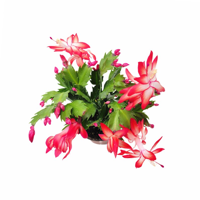 4" Red Zygocactus, Schlumbergera Bridesii, Thanksgiving Cactus, Holiday ...