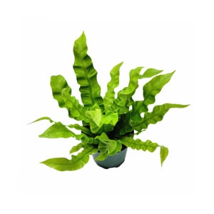 Crispy Wave Fern, Asplenium Nidus, Birds Nest Fern – Houseplants ...
