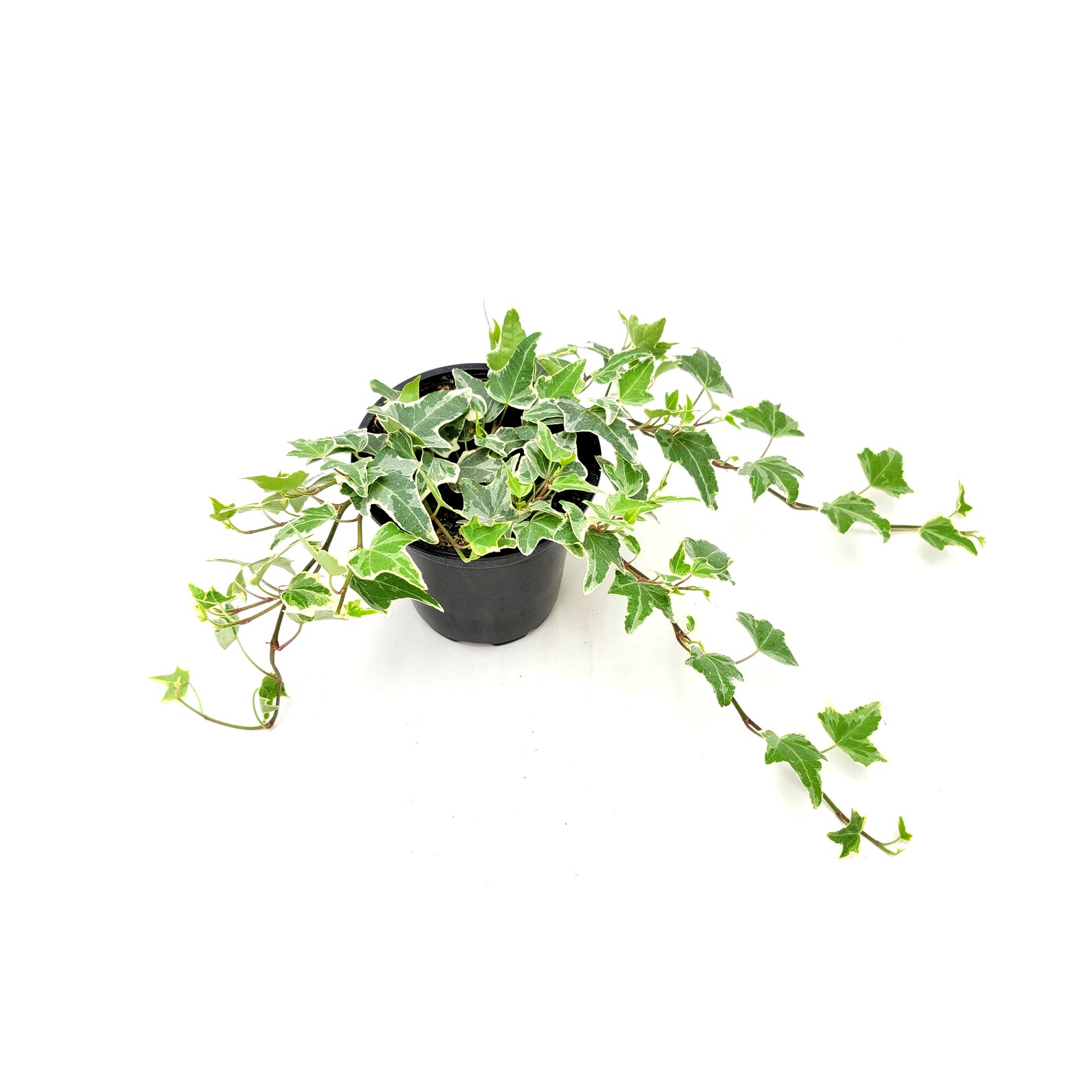 Glacier Ivy Hedera Helix English Ivy Needlepoint Ivy - Etsy