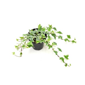 Glacier Ivy, Hedera Helix, English Ivy, Needlepoint Ivy Houseplants ...