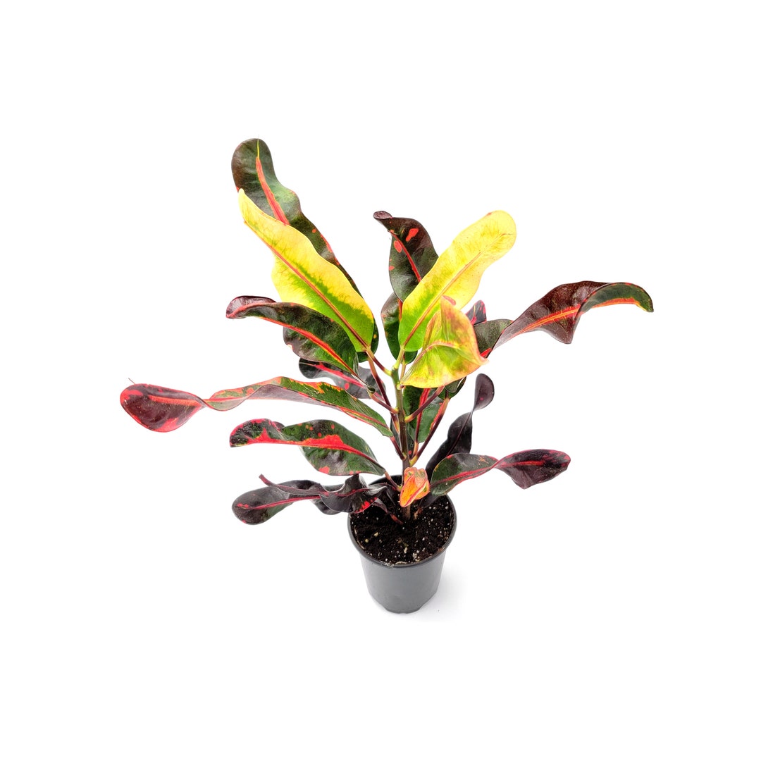 Croton Mammy, Codiaeum Mammy – Houseplant, Foliage Plant, Indoor Trees ...