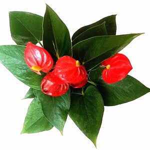 4” Anthurium Dutch Red, Anthurium Andraeanum, Flamingo Flower ...