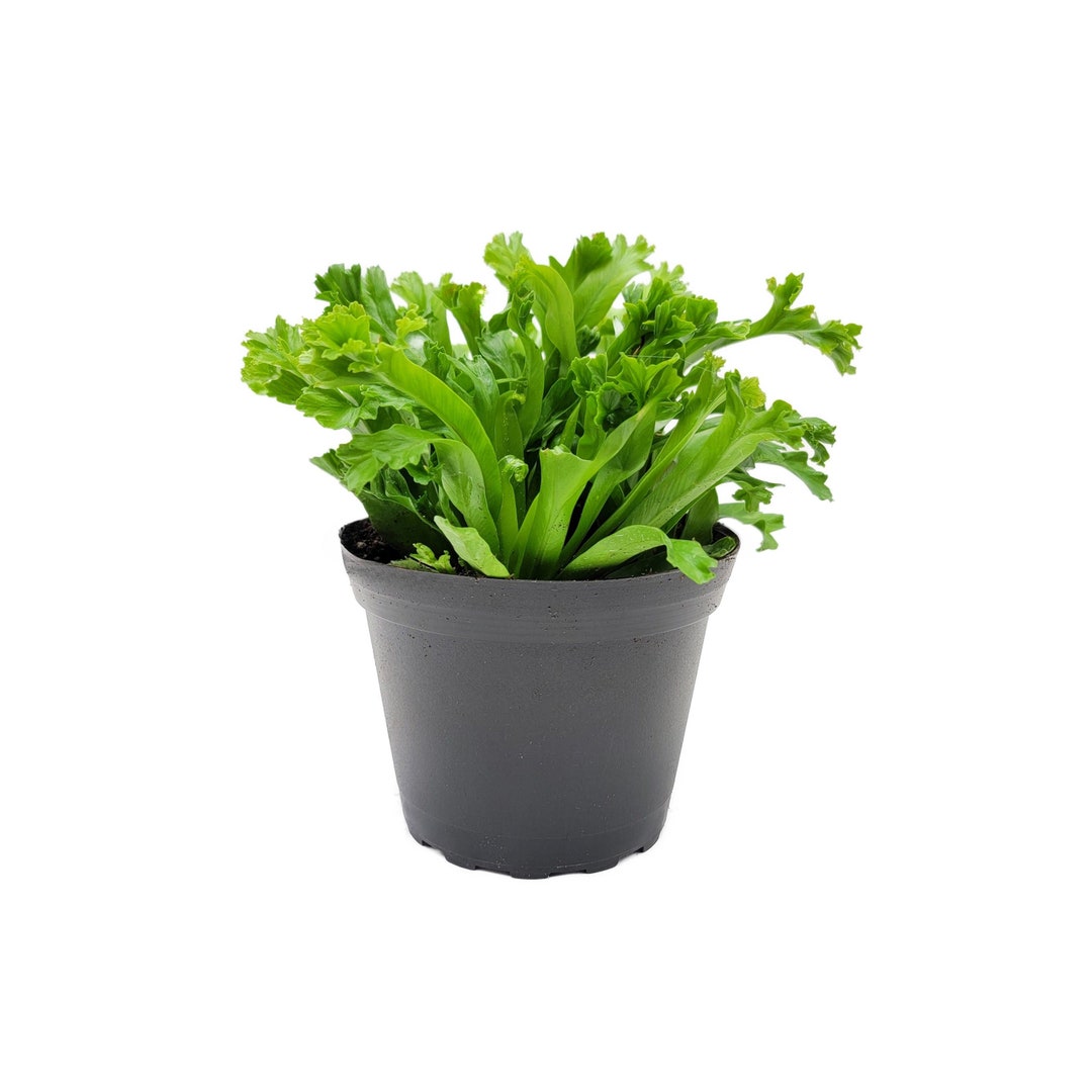 6”-pot of Bird Nest 'leslie' Fern, Asplenium Antiquum ‘leslie ...