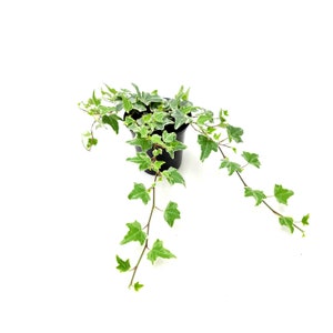 Glacier Ivy, Hedera Helix, English Ivy, Needlepoint Ivy Houseplants ...