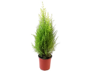Lemon Cypress Tree • Live Mini Houseplant, 4.5" Pot - Etsy
