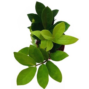4”-pot of ZZ Plant, Zamioculcas Zamiifolia, Zee Zee Plant, Aroid Palm ...