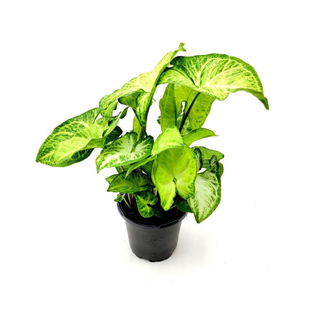 Syngonium White Butterfly, Syngonium Podophyllum, Arrowhead Vine ...