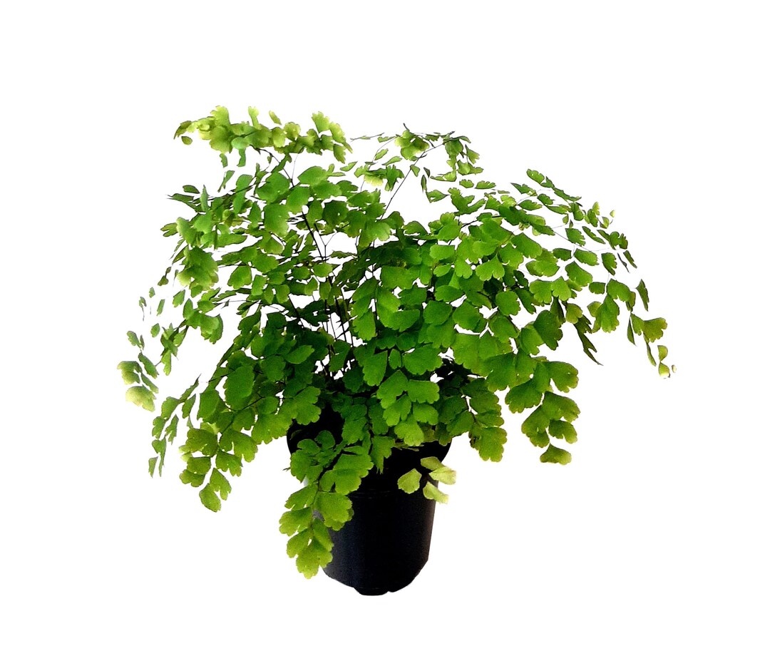 Fragrans Maidenhair Fern, Adiantum Raddianum Fragrans, Delta Maidenhair ...