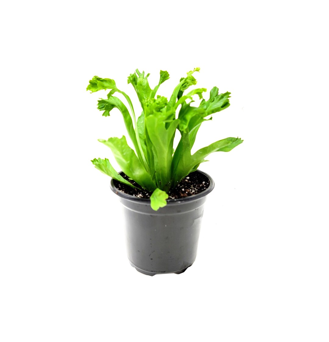 3.5”-pot of Bird Nest 'leslie' Fern, Asplenium Antiquum ‘leslie ...
