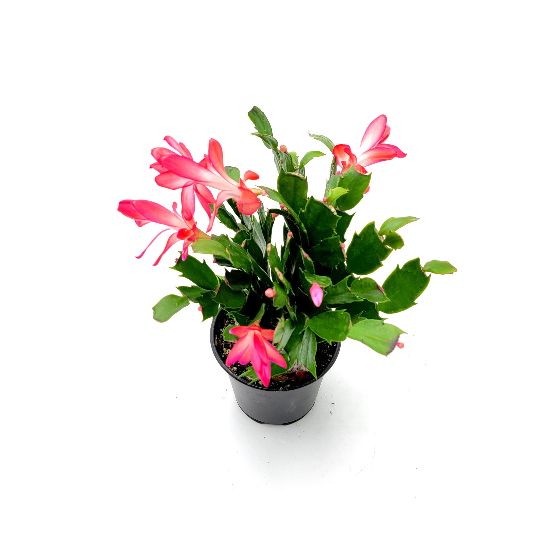 4" Red Zygocactus, Schlumbergera Bridesii, Thanksgiving Cactus, Holiday ...