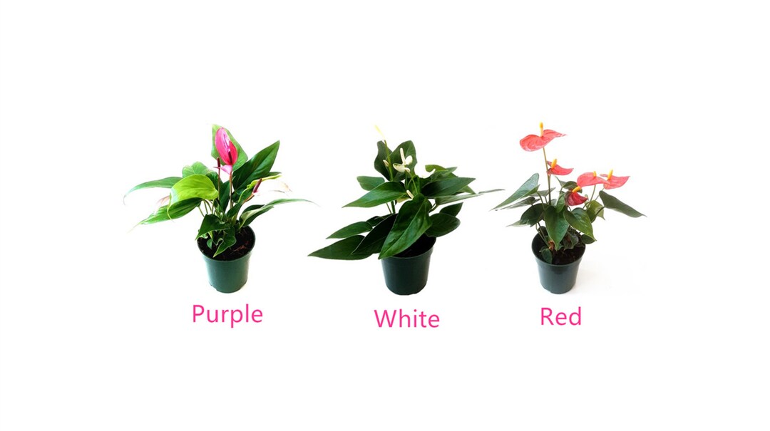 5" Anthurium Plant: Assorted Colors, Air Purifier, Free Heat Pack - Etsy
