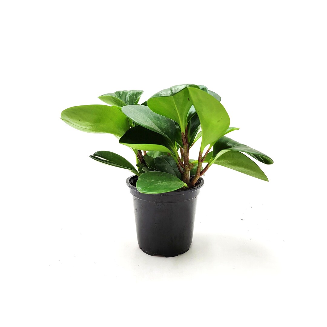 Peperomia Green, Peperomia Obtusifolia, Baby Rubberplant, Pepper Face ...
