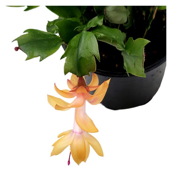 Yellow Christmas Cactus - Etsy