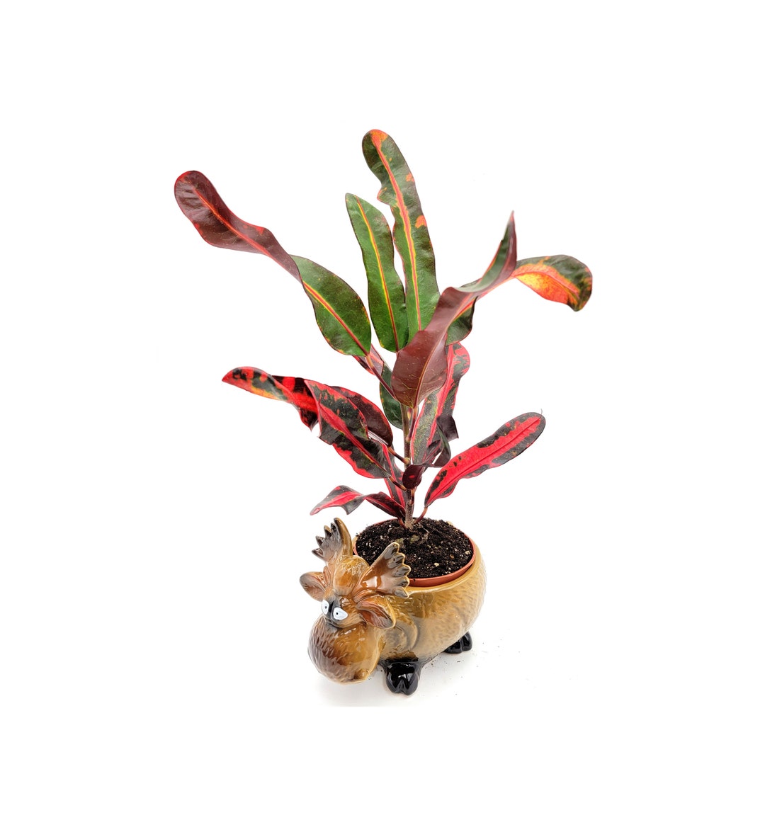 4”-pot of Croton Mammy (codiaeum Variegatum) in a Ceramic Moose Planter ...