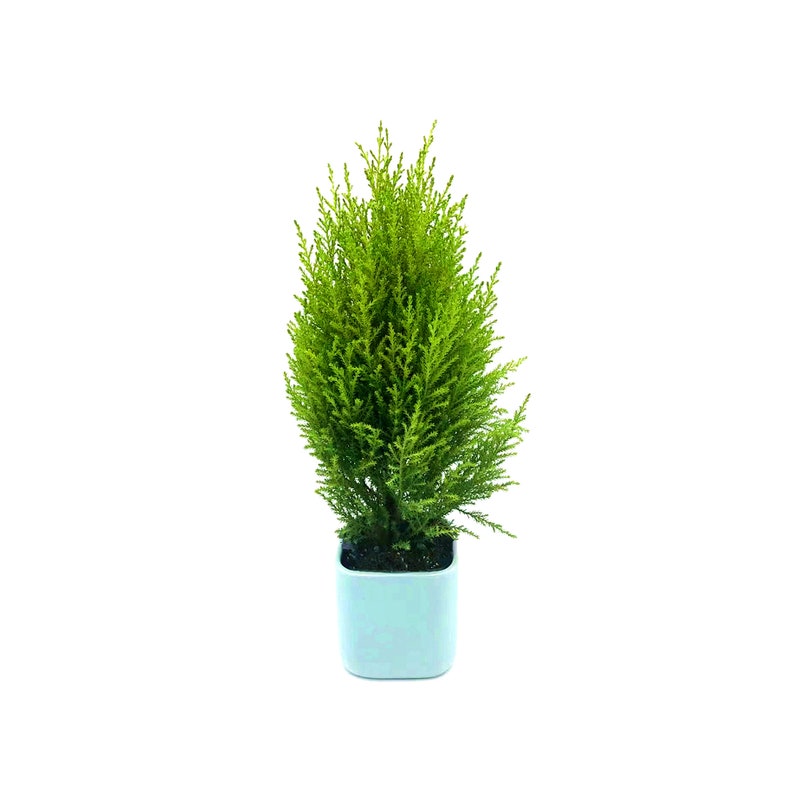 Dwarf Cypress - Etsy