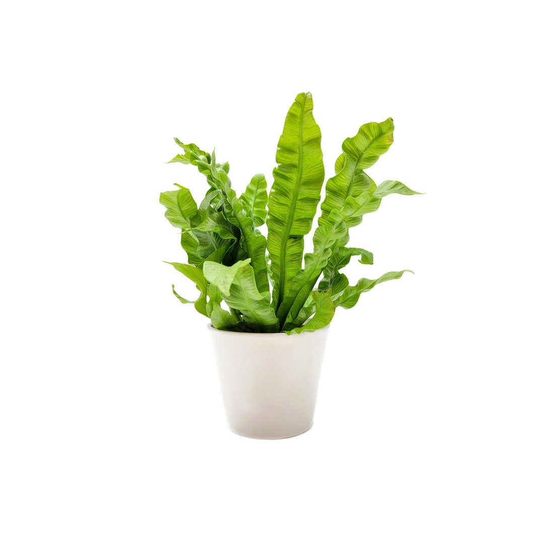 4” Crispy Wave Fern, Asplenium Nidus, Air Purifier, Valentine’s Day ...