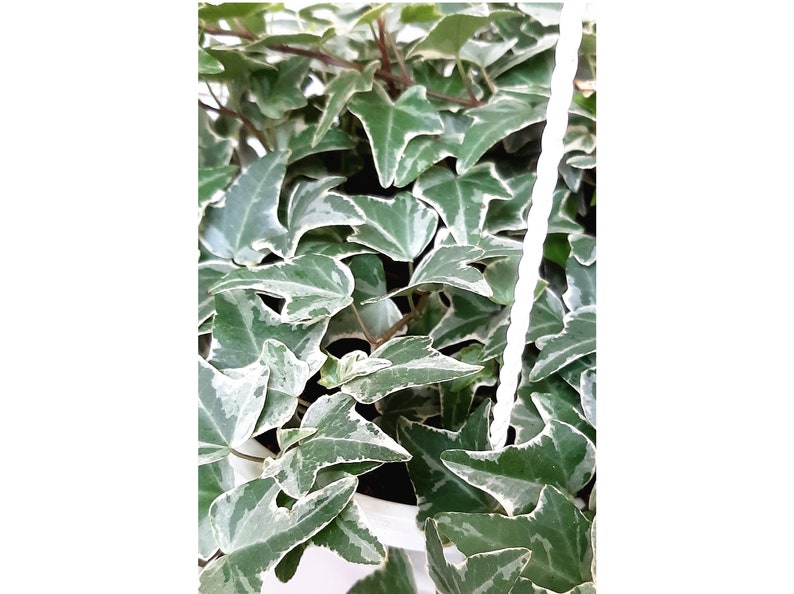 Glacier Ivy Hedera Helix English Ivy Needlepoint Ivy - Etsy