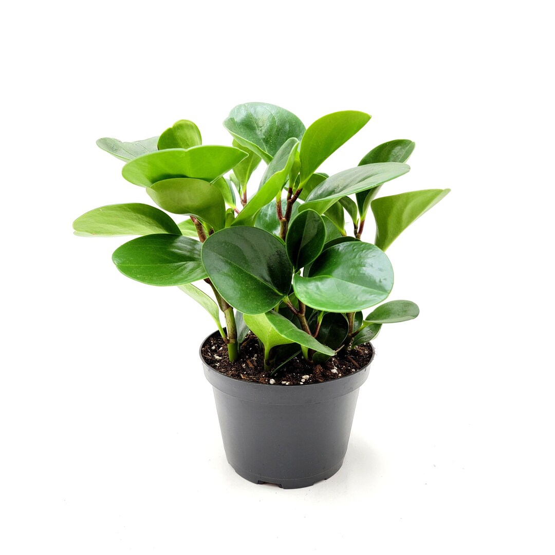 Peperomia Green, Peperomia Obtusifolia, Baby Rubberplant, Pepper Face ...