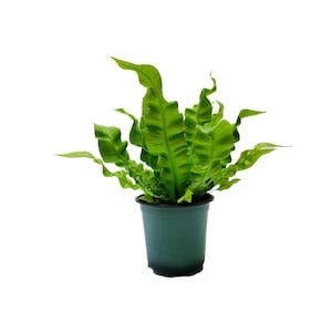 Crispy Wave Fern, Asplenium Nidus, Birds Nest Fern – Houseplants ...