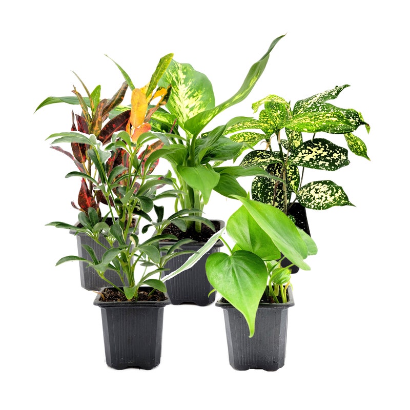 Live Plants - Etsy
