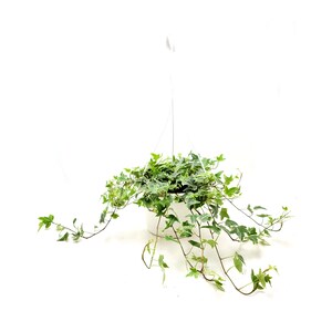 Glacier Ivy, Hedera Helix, English Ivy, Needlepoint Ivy Houseplants ...