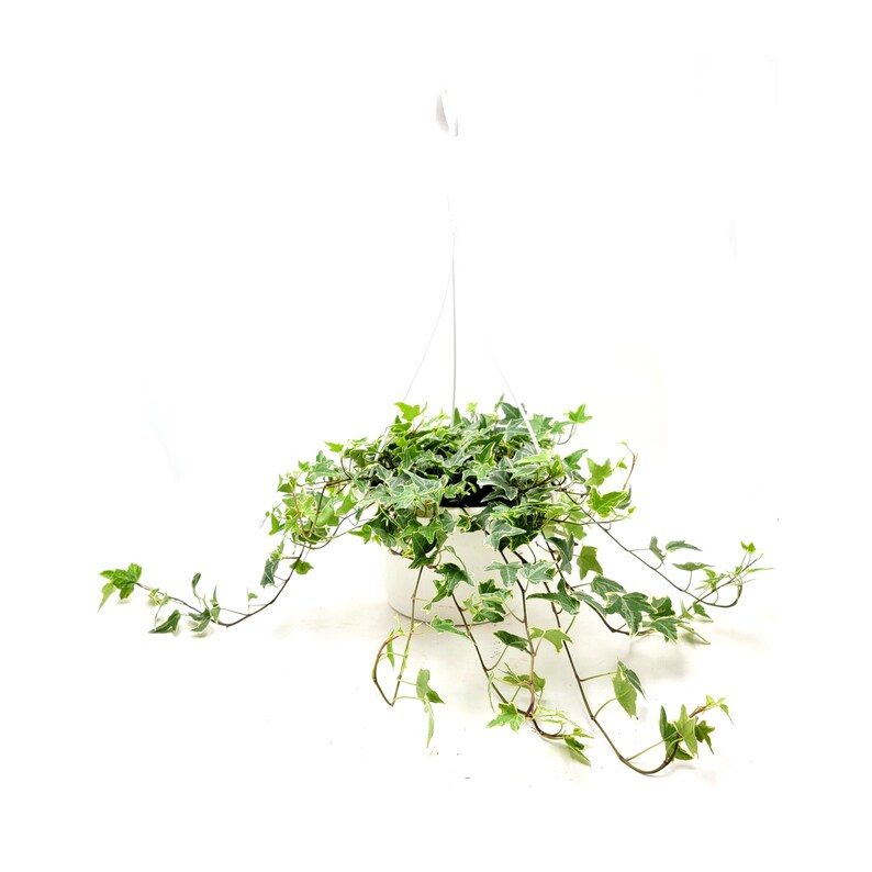 Glacier Ivy Hedera Helix English Ivy Needlepoint Ivy - Etsy