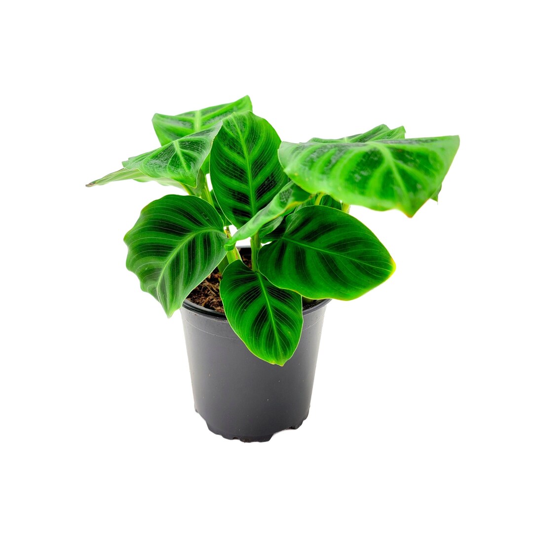 Calathea Zebrina, Zebra Plant, Prayer Plant – Houseplants, Foliage ...