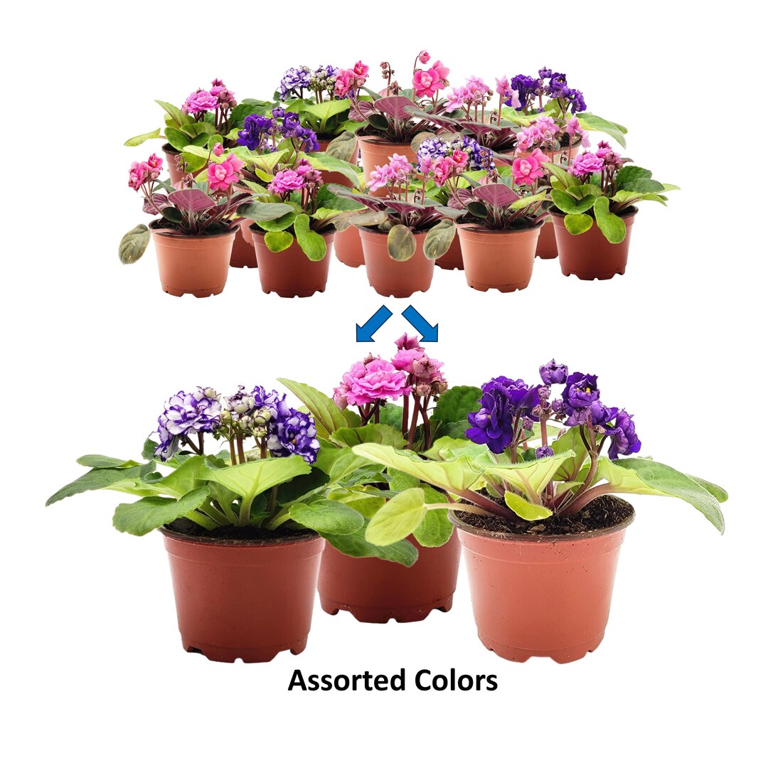 3-pack African Violets, Assorted Double Flowers, Live Blooming ...