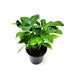 4 Pot Rare Round-leaf Ficus Ginseng Tree, Ficus Macrocarpa, Banyan ...