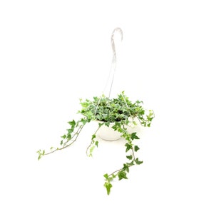 Glacier Ivy, Hedera Helix, English Ivy, Needlepoint Ivy Houseplants ...