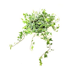 Glacier Ivy, Hedera Helix, English Ivy, Needlepoint Ivy Houseplants ...